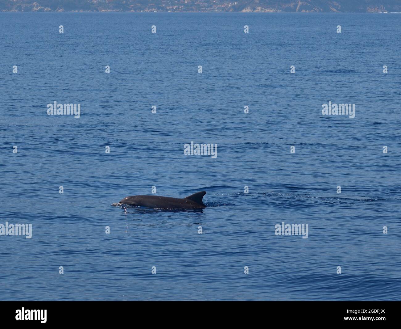 Santuario pelagos hi-res stock photography and images - Alamy