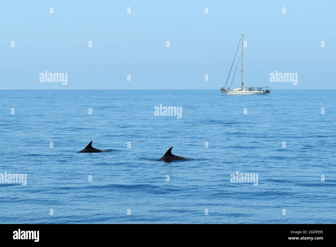 Santuario animal hi-res stock photography and images - Alamy