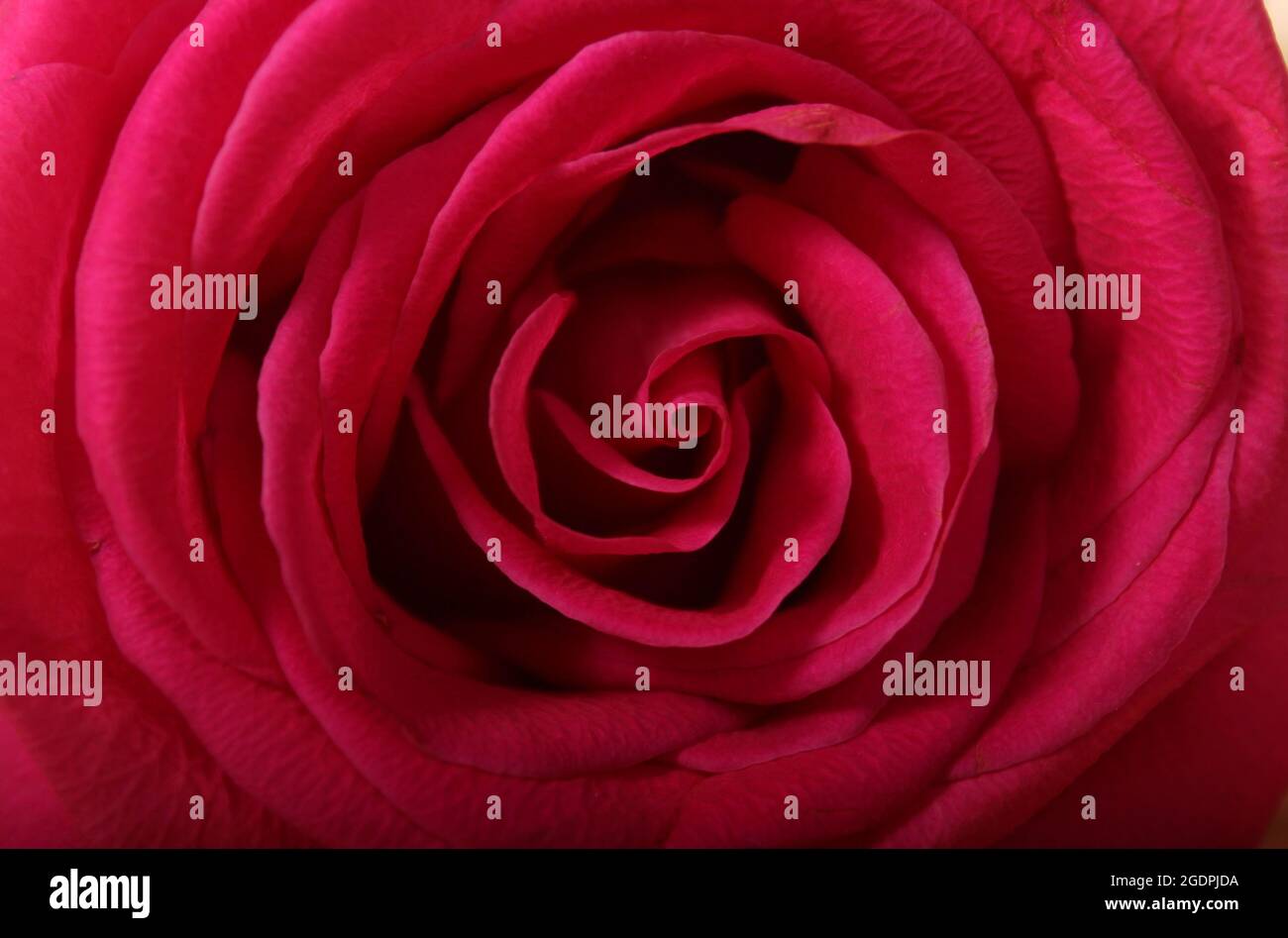 Center of red rose in close up hi-res stock photography and images - Alamy