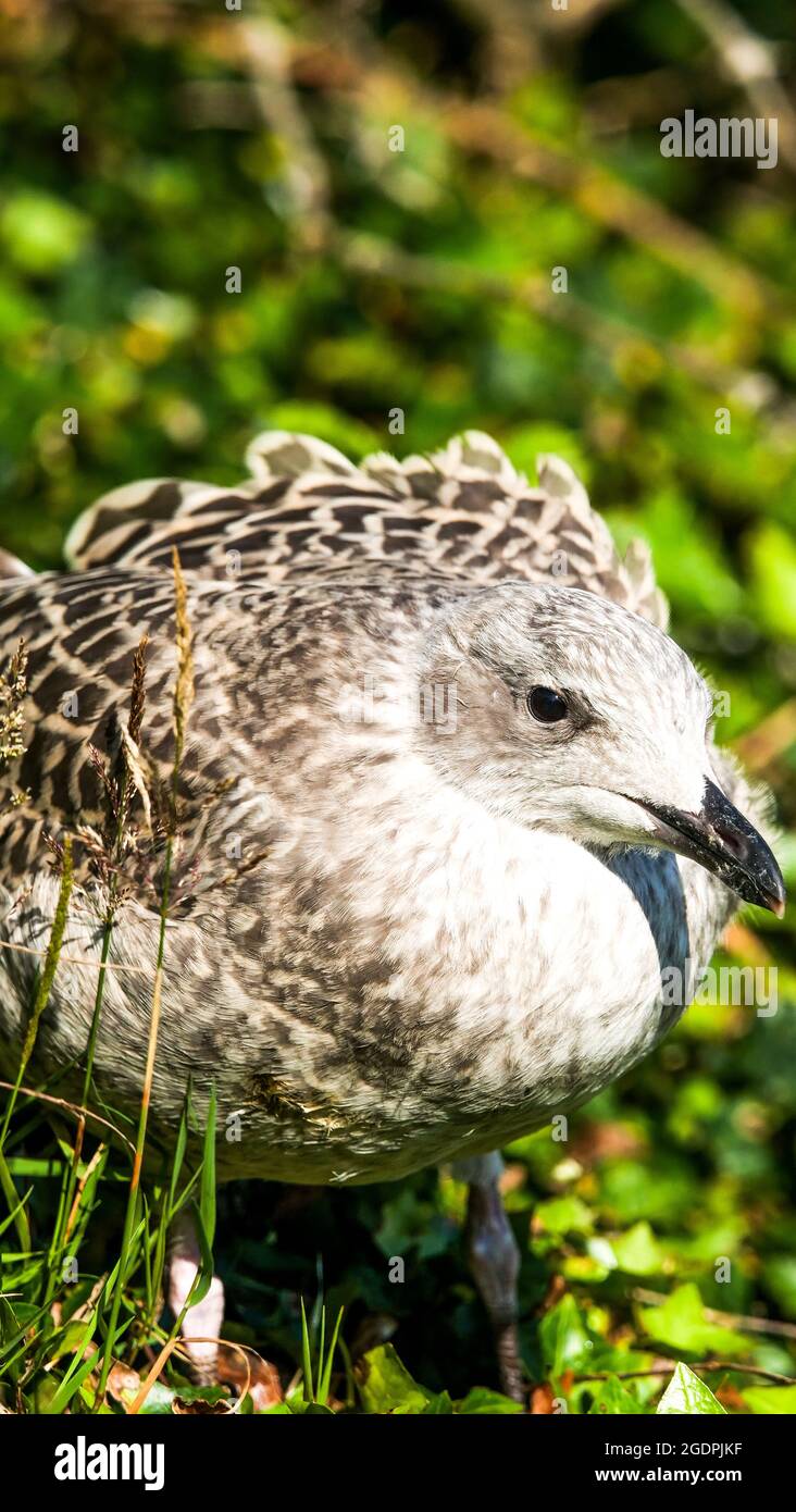 Young seagull of the year, protected nesting area, Tattihou Island ...