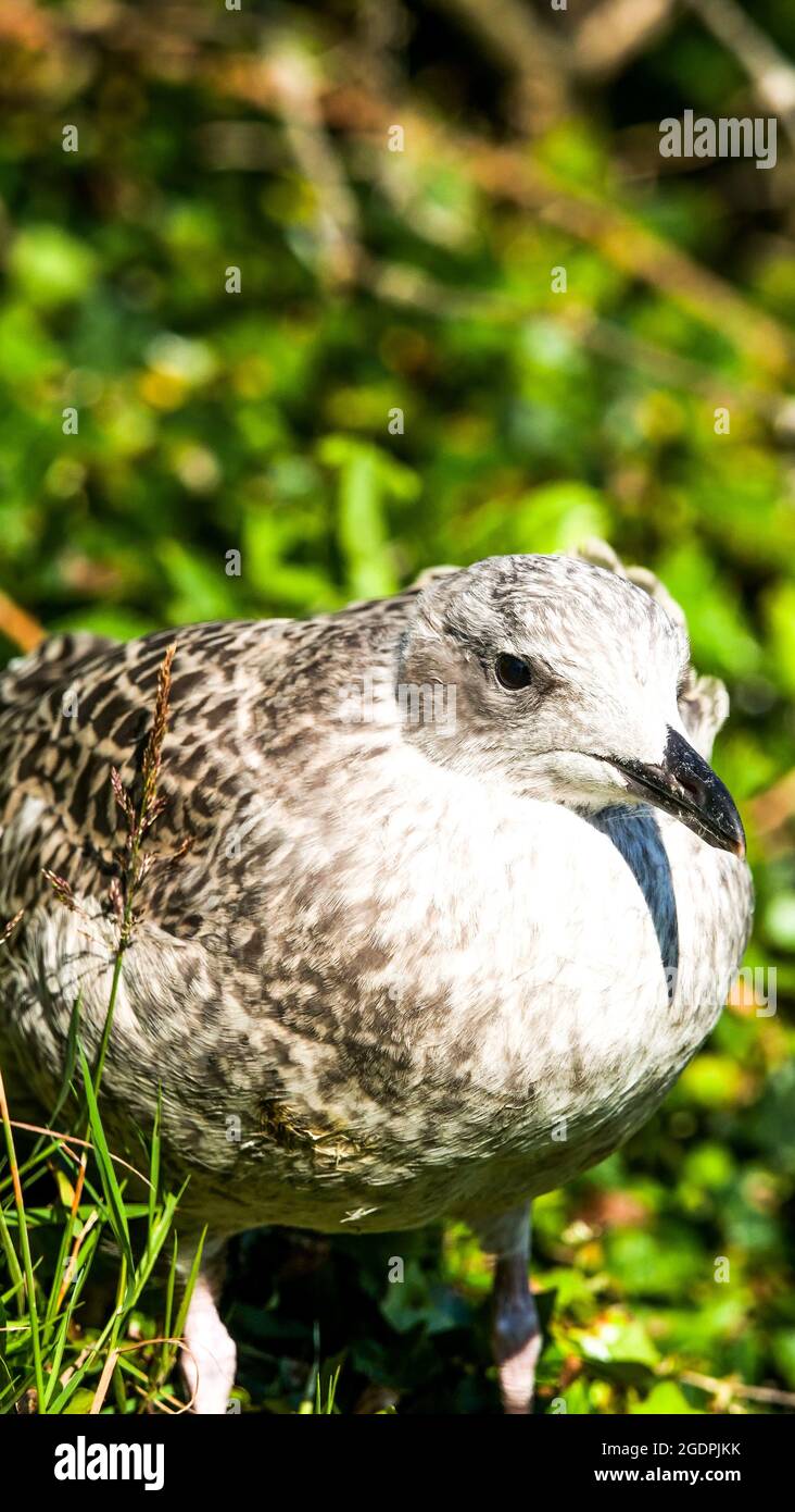 Young seagull of the year, protected nesting area, Tattihou Island ...