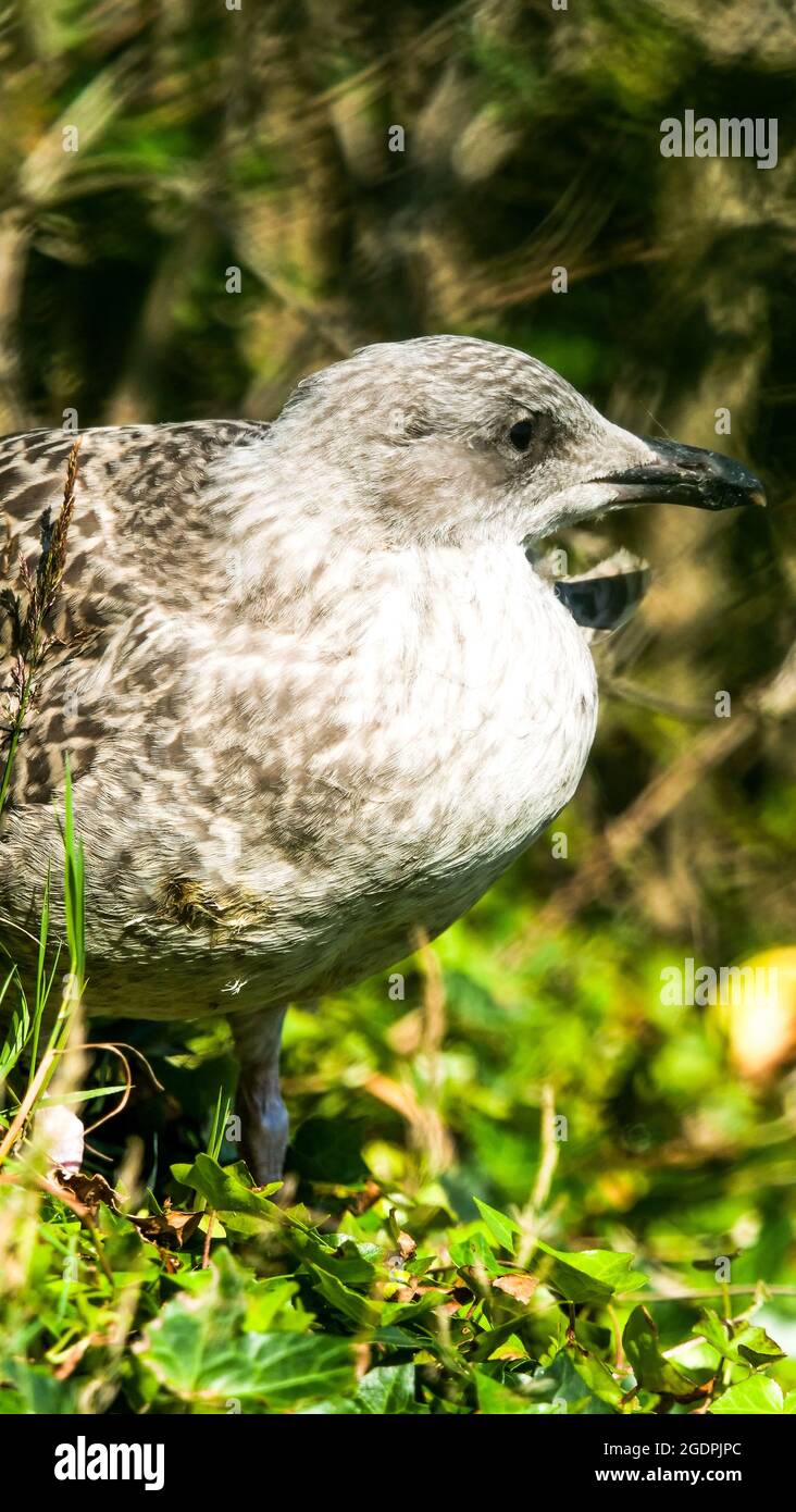 Famille de faune hi-res stock photography and images - Alamy