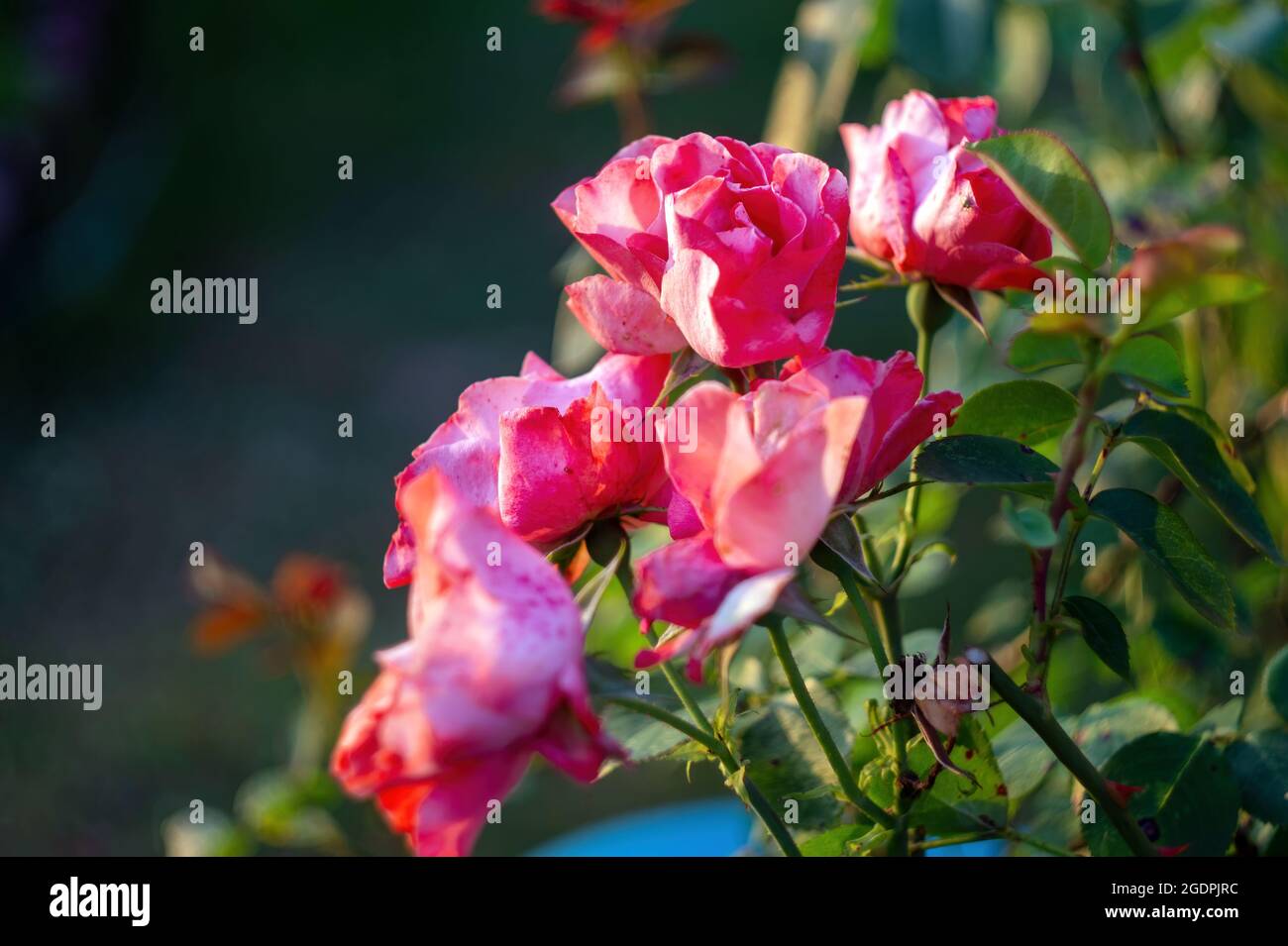 Lush wild rose bush hi-res stock photography and images - Alamy