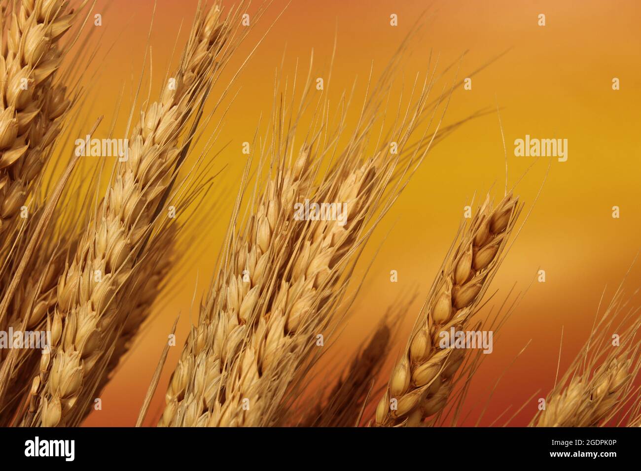 Wheat stalks closeup sunset hi-res stock photography and images - Alamy