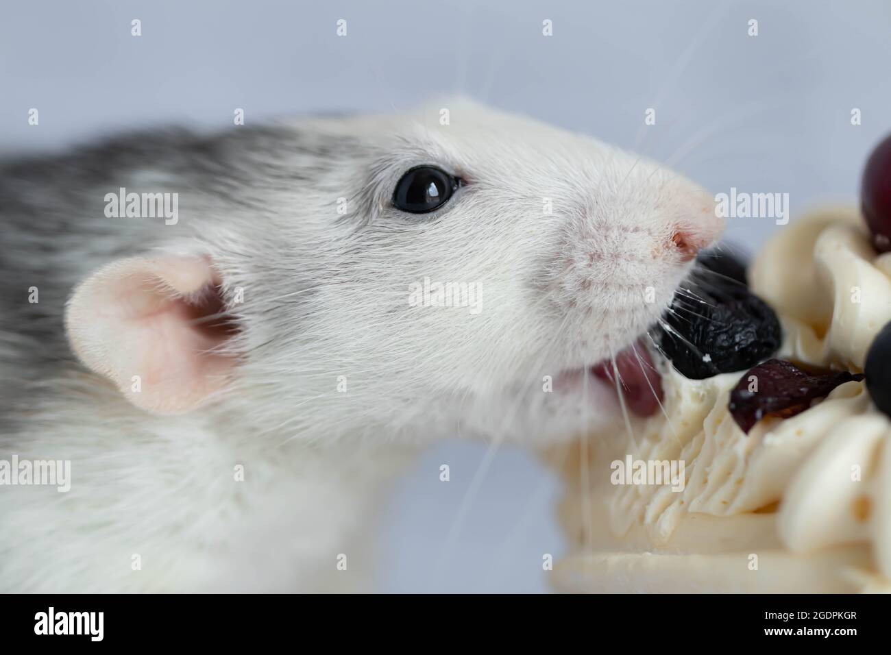 A cute and funny decorative white gray rat with a protruding tongue ...