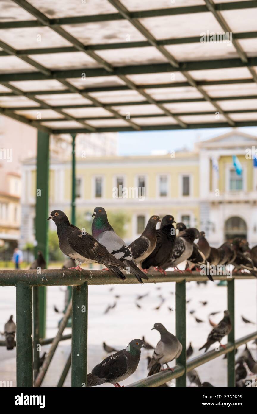 Many pigeons are sitting on a metal structure in the city square. A lot ...