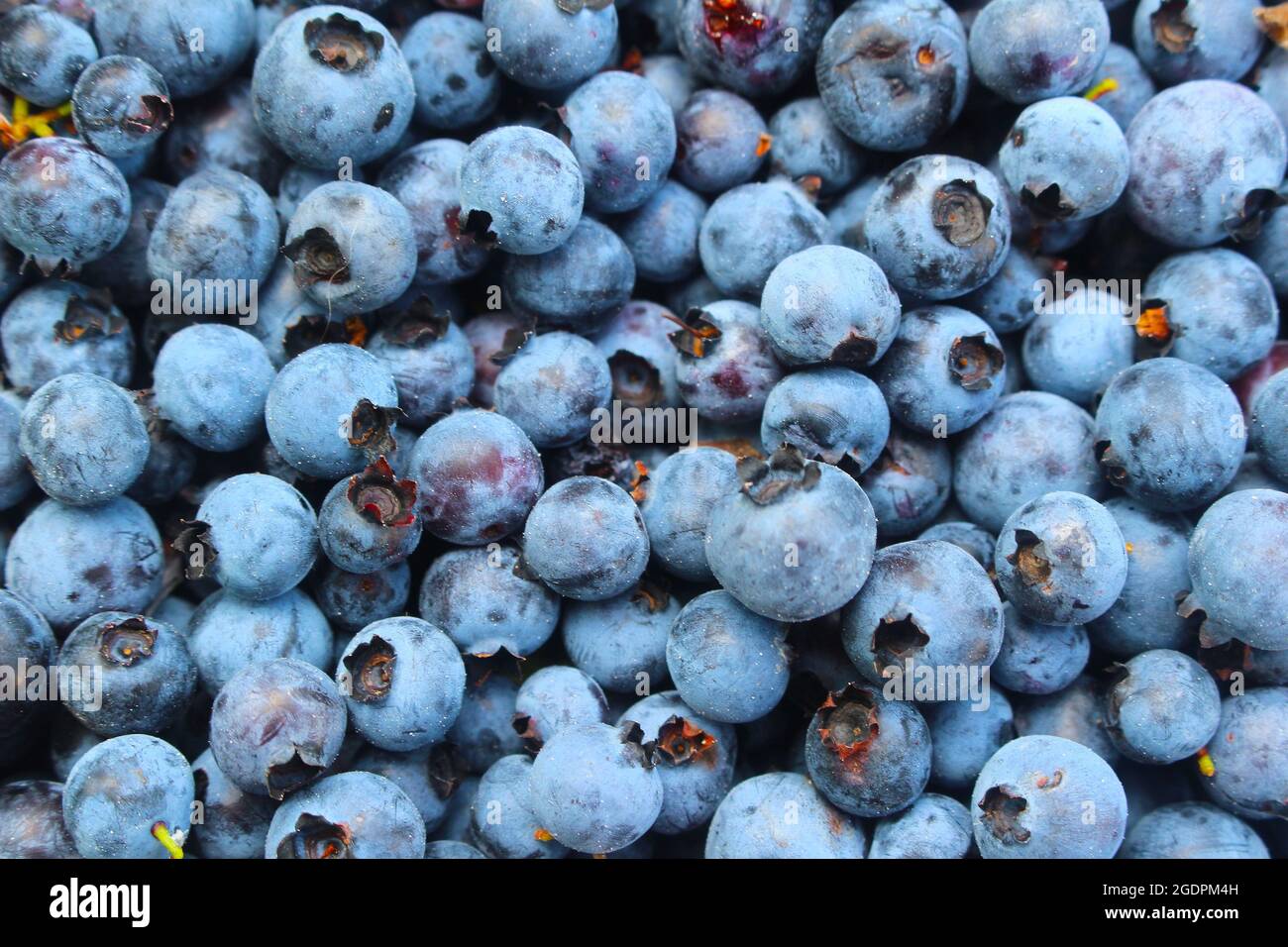 Canadian wild blueberries hi-res stock photography and images - Alamy