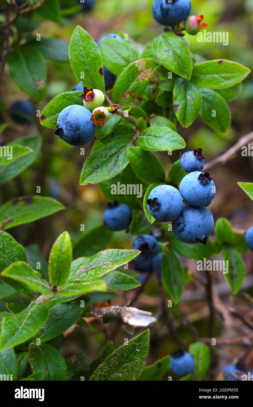 Picking delicious and healthy Wild blueberries in a field growing among ...