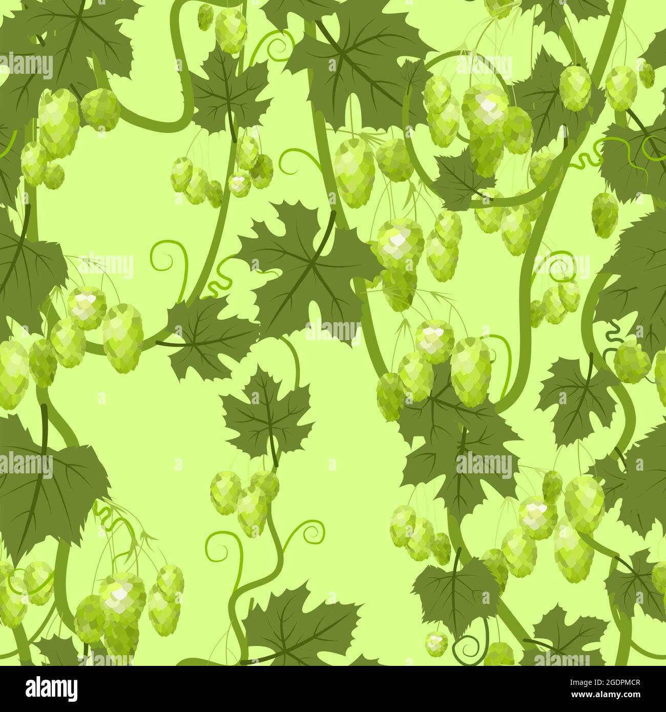 Hop. Dense branches overgrown with cones. Sagging shoots with leaves ...