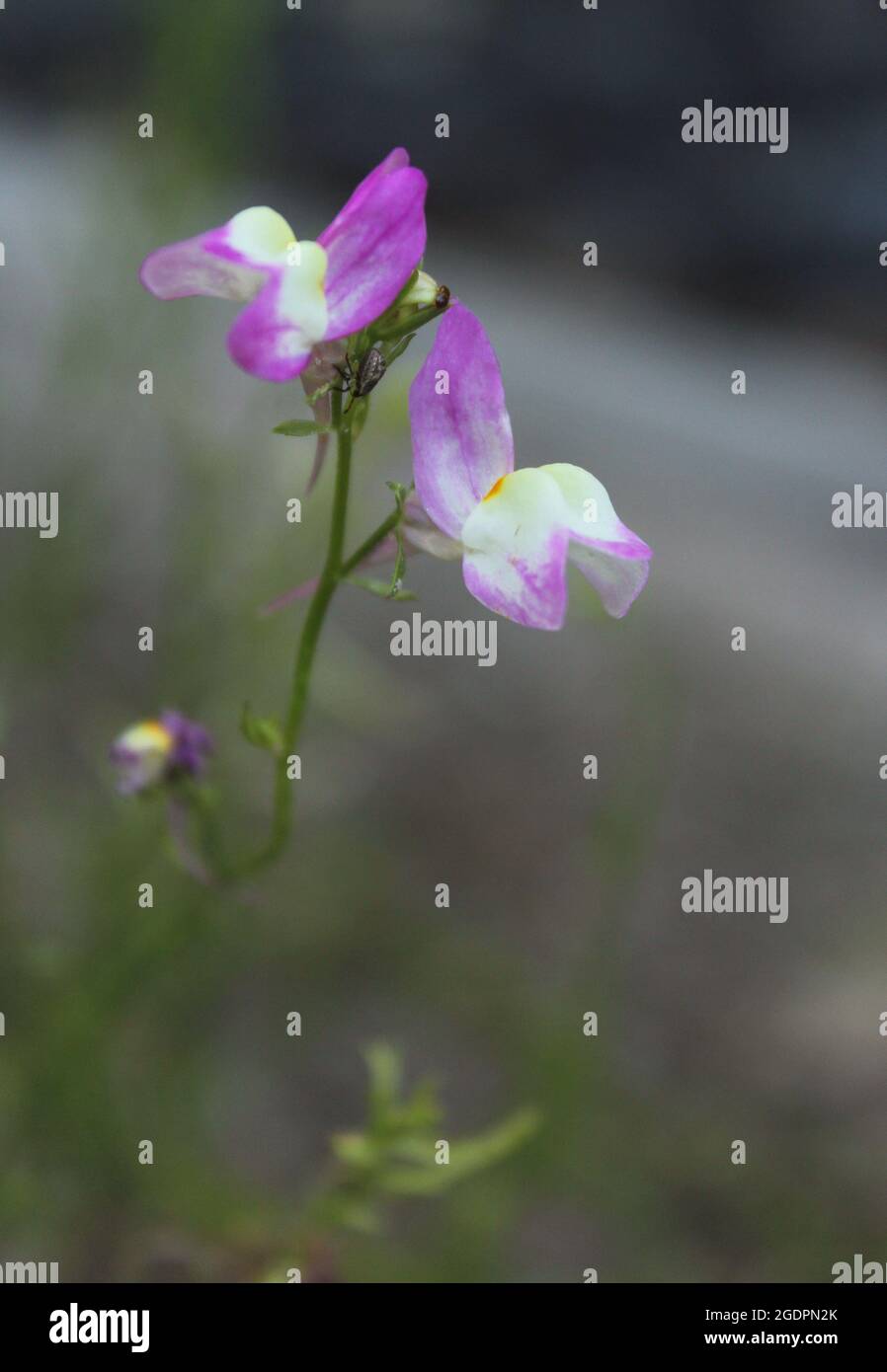 Field of Small Wildflowers in East Texas Stock Photo - Alamy
