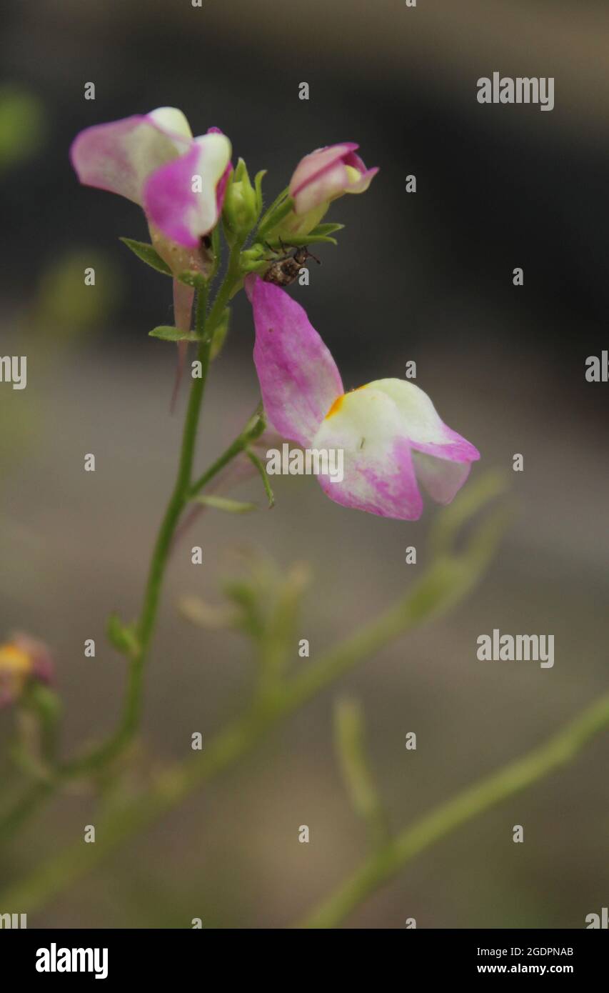 Field of Small Wildflowers in East Texas Stock Photo - Alamy