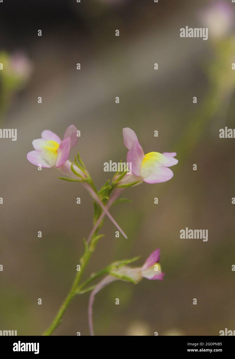 Very small wildflowers hi-res stock photography and images - Alamy