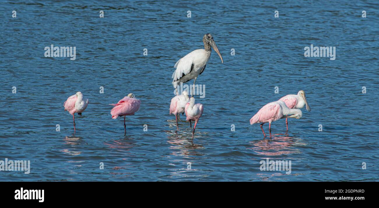 Roseate Spoonbills and a Wood Stork wading together in a lagoon on a ...