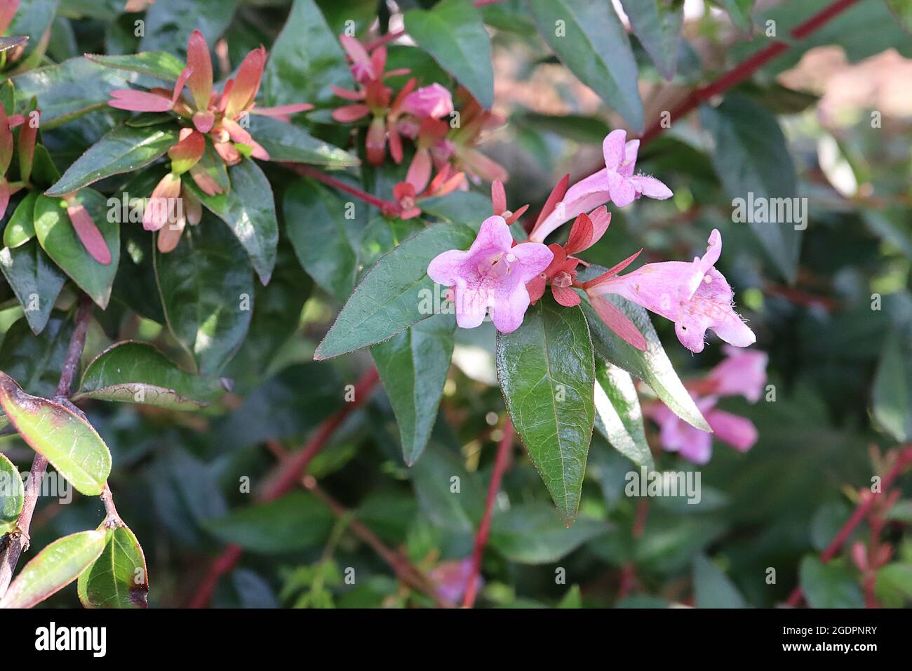 Abelia ‘Edward Goucher’ glossy abelia Edward Goucher – lilac pink ...
