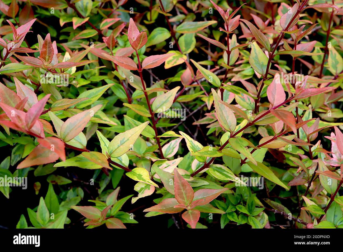 Abelia ‘Kaleidoscope’ glossy abelia Kaleidoscope – glossy red and ...