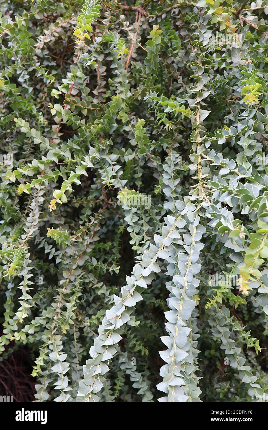 Wedge shaped leaves hi-res stock photography and images - Alamy