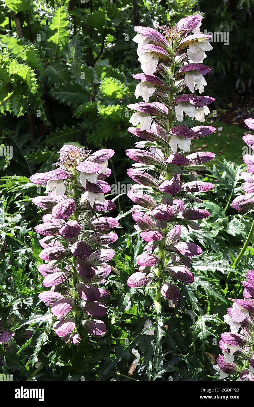 Stunning Tall Purple Flower Spikes to Transform Your Garden