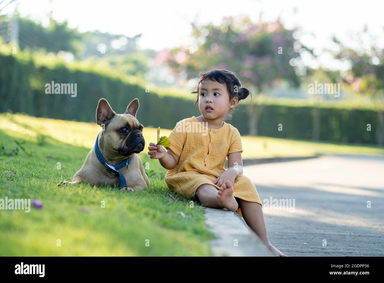 Southeast Asian female child with a french bulldog at the park Stock ...