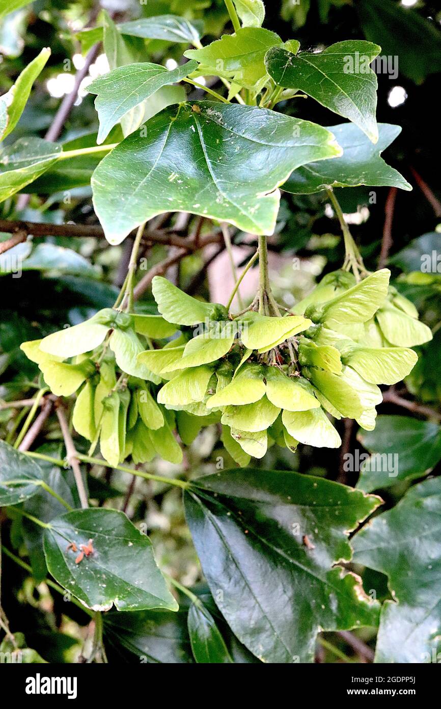 Winged pods hi-res stock photography and images - Alamy