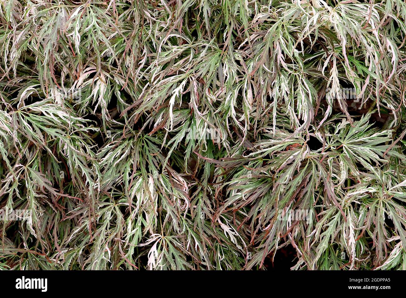 Deeply dissected leaves hi-res stock photography and images - Alamy