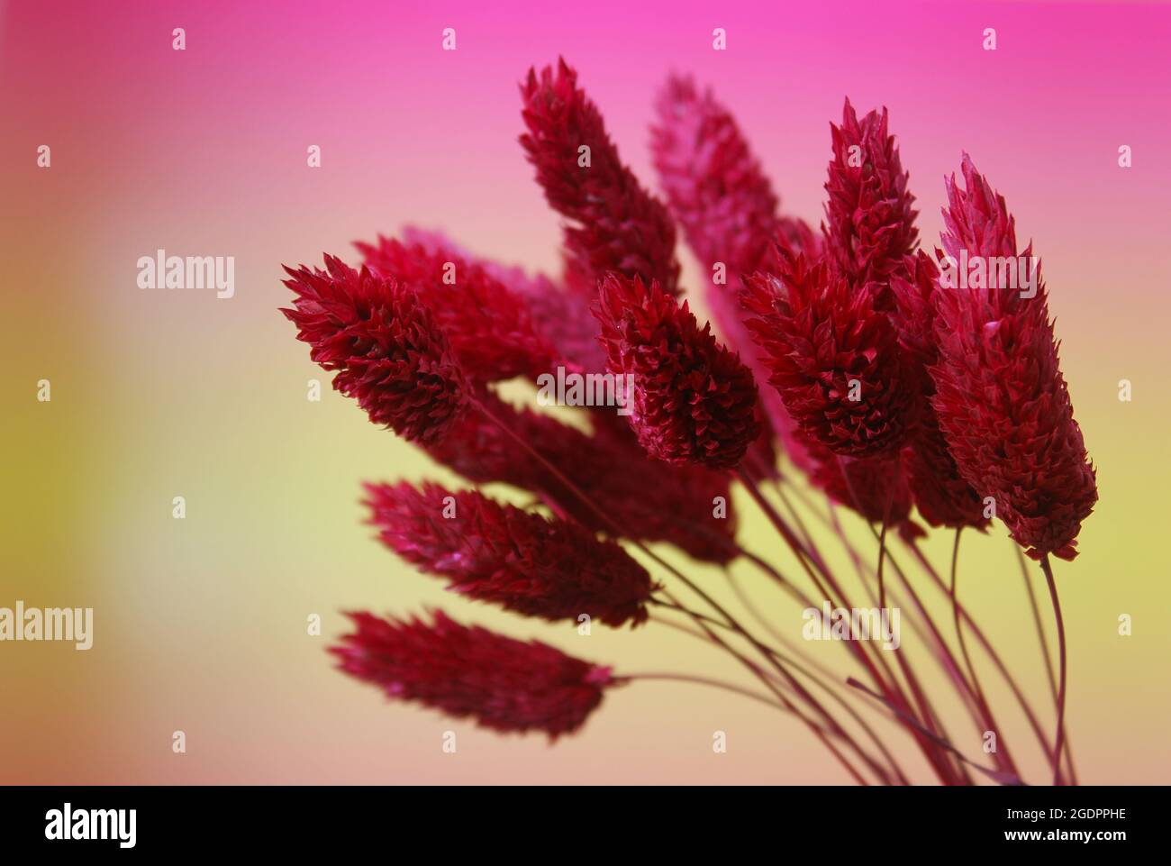 Dried Grass Stalks With Sunset Background Stock Photo - Alamy
