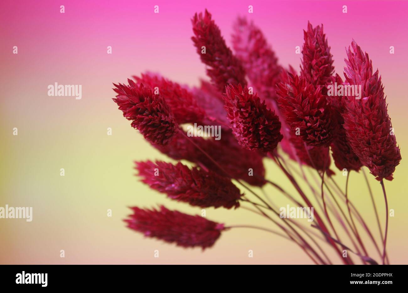 Dried Grass Stalks With Sunset Background Stock Photo - Alamy