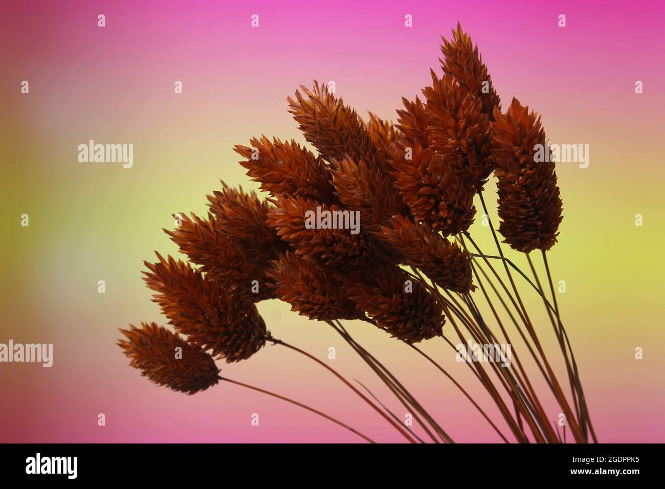 Dried Grass Stalks With Sunset Background Stock Photo - Alamy