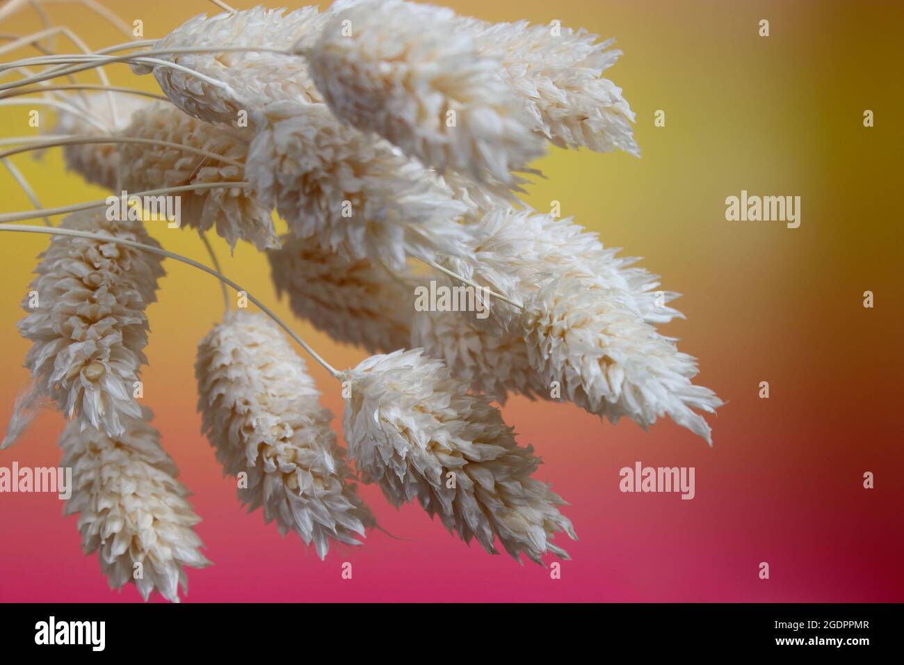Dried Grass Stalks With Sunset Background Stock Photo - Alamy