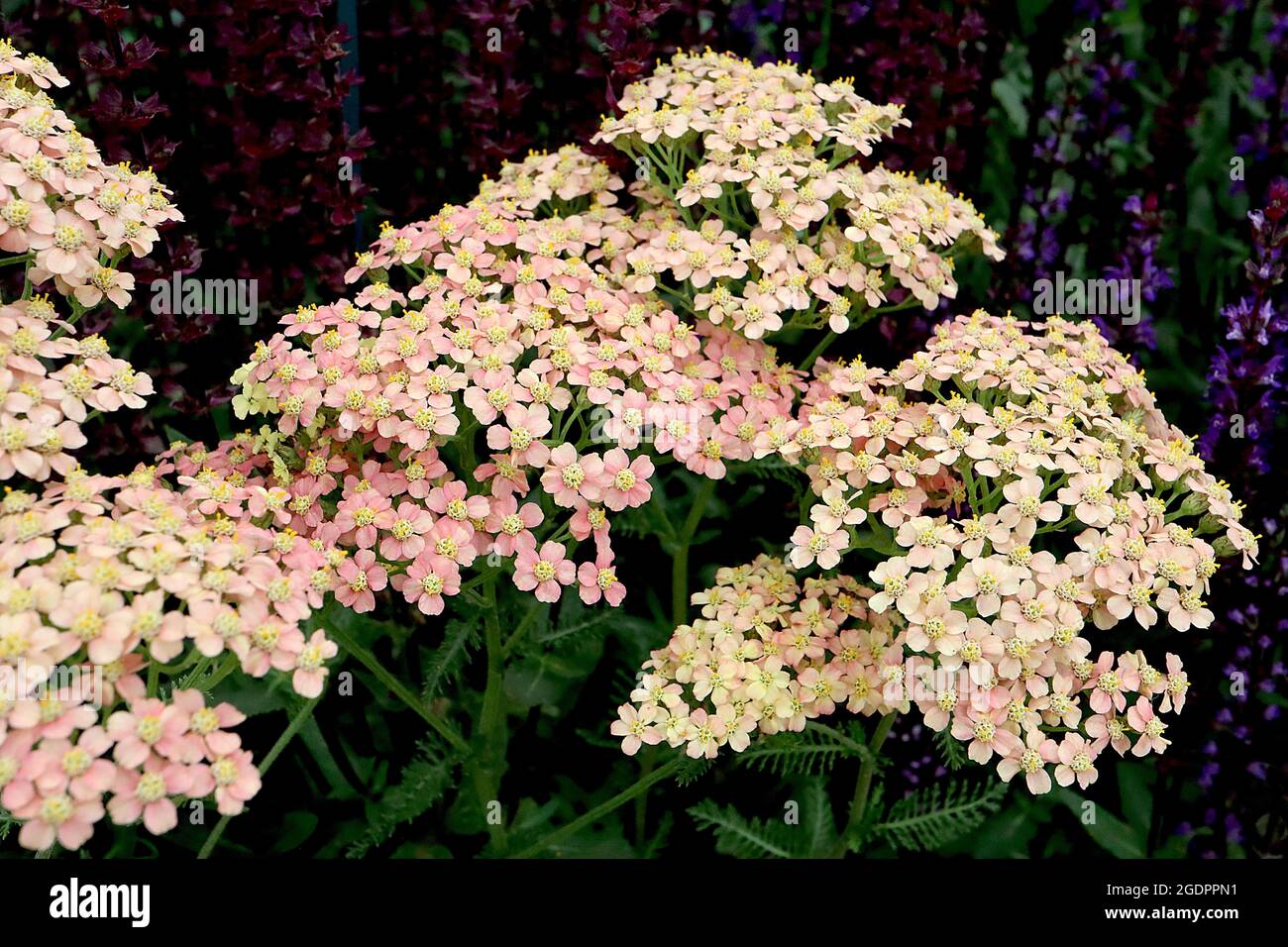 Achillea millefolium orange hi-res stock photography and images - Alamy