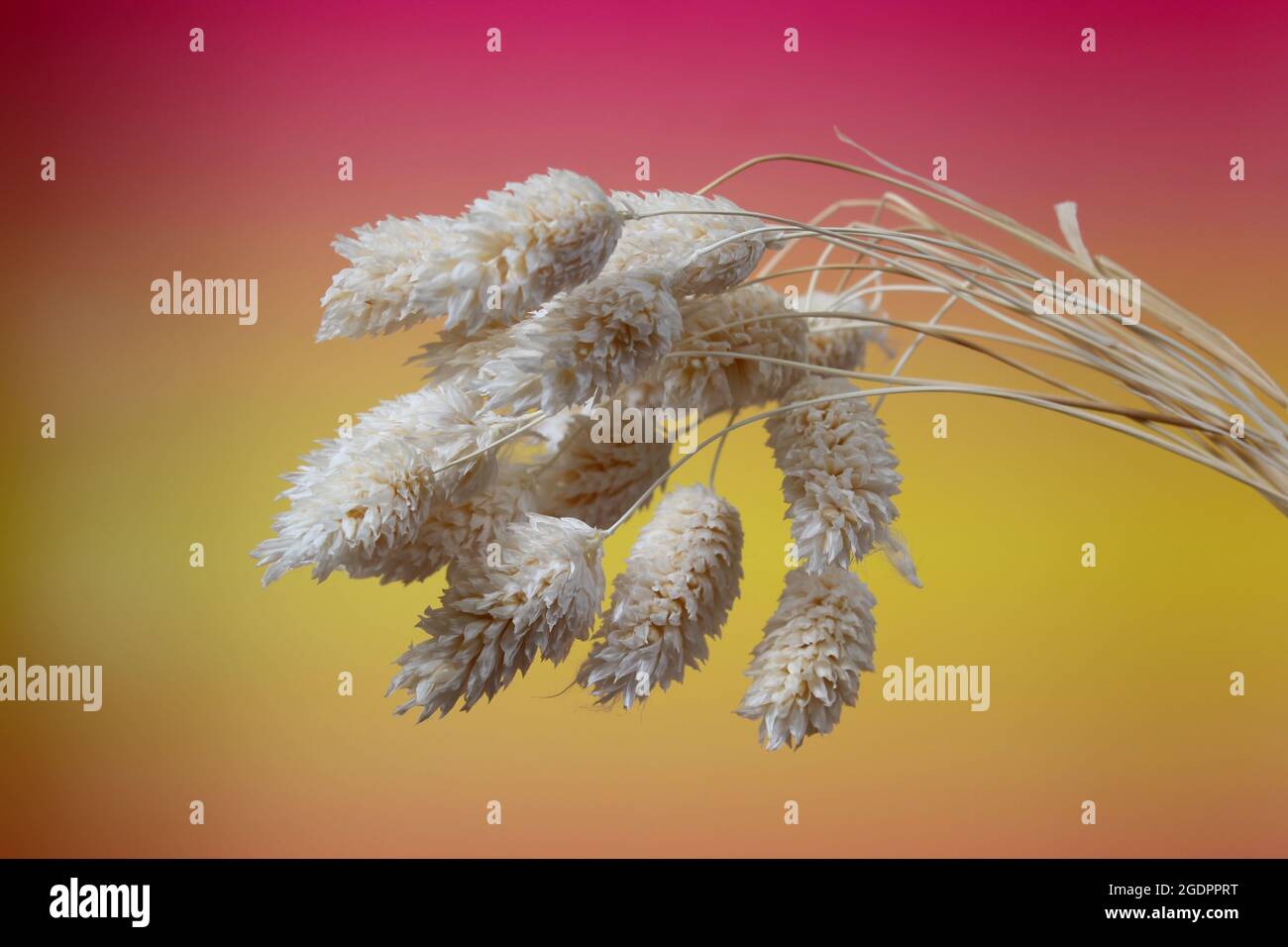 Dried Grass Stalks With Sunset Background Stock Photo - Alamy