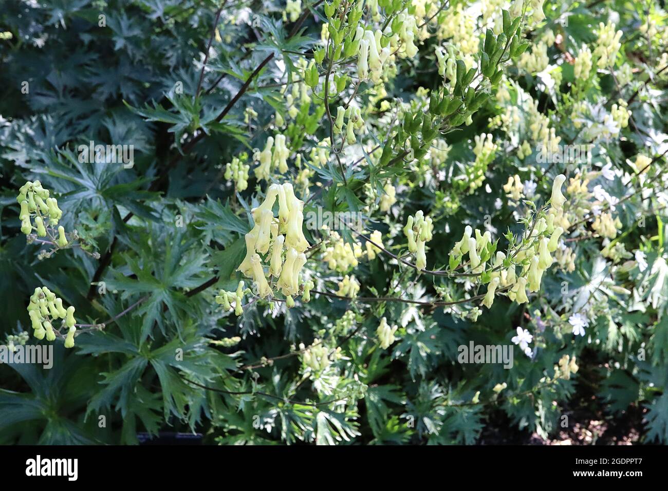 Aconitum lycoctonum subsp neapolitanum Neapolitan wolfs bane – hooded ...