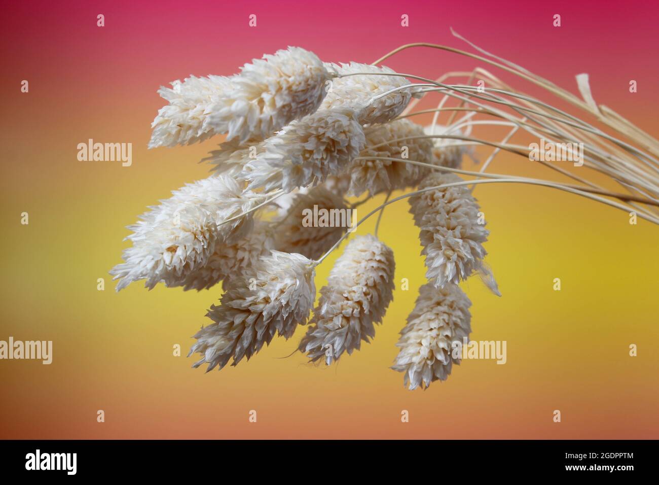 Dried Grass Stalks With Sunset Background Stock Photo - Alamy