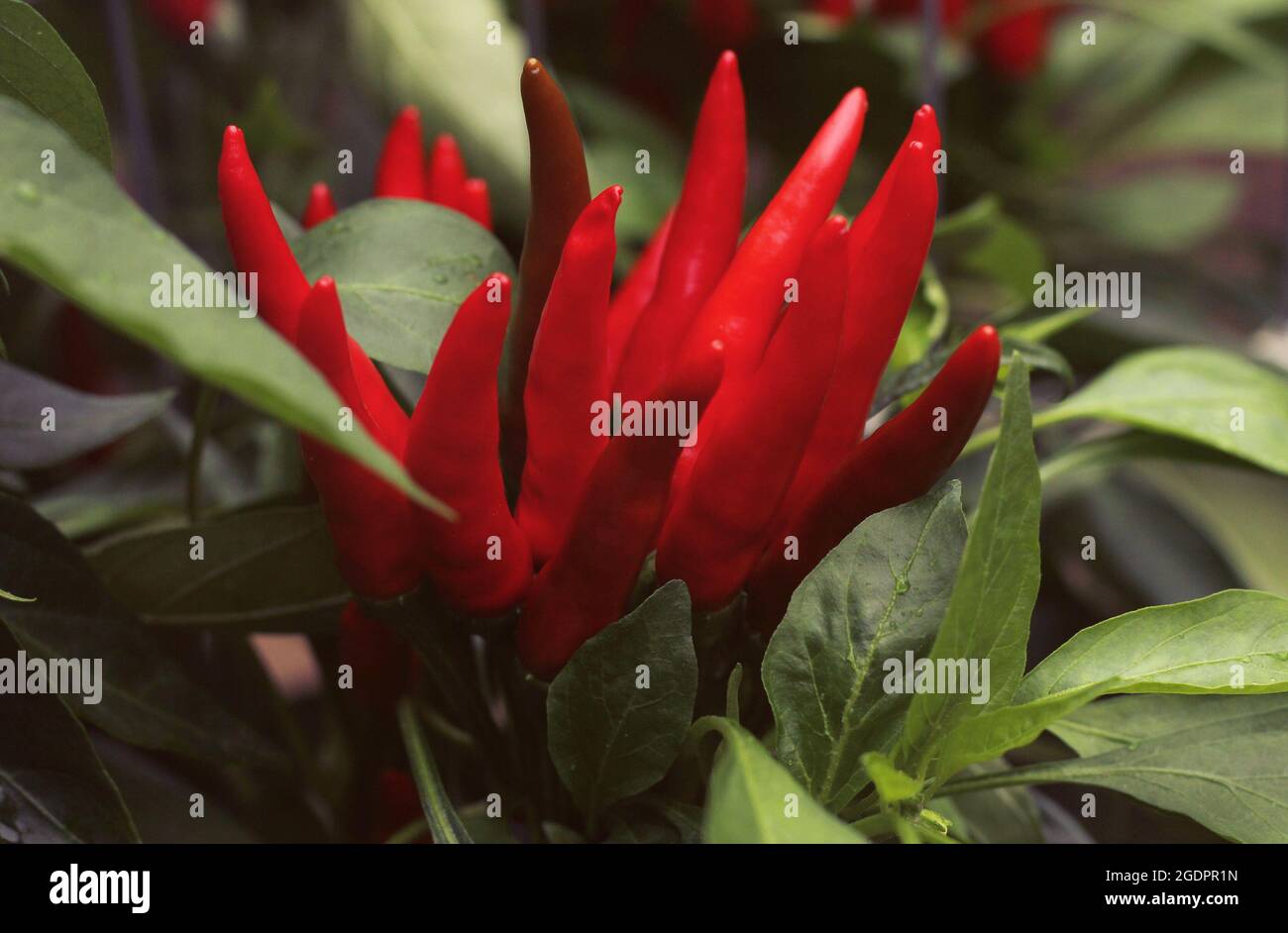 Asian Hot Pepper from Korea Shallow DOF Stock Photo - Alamy