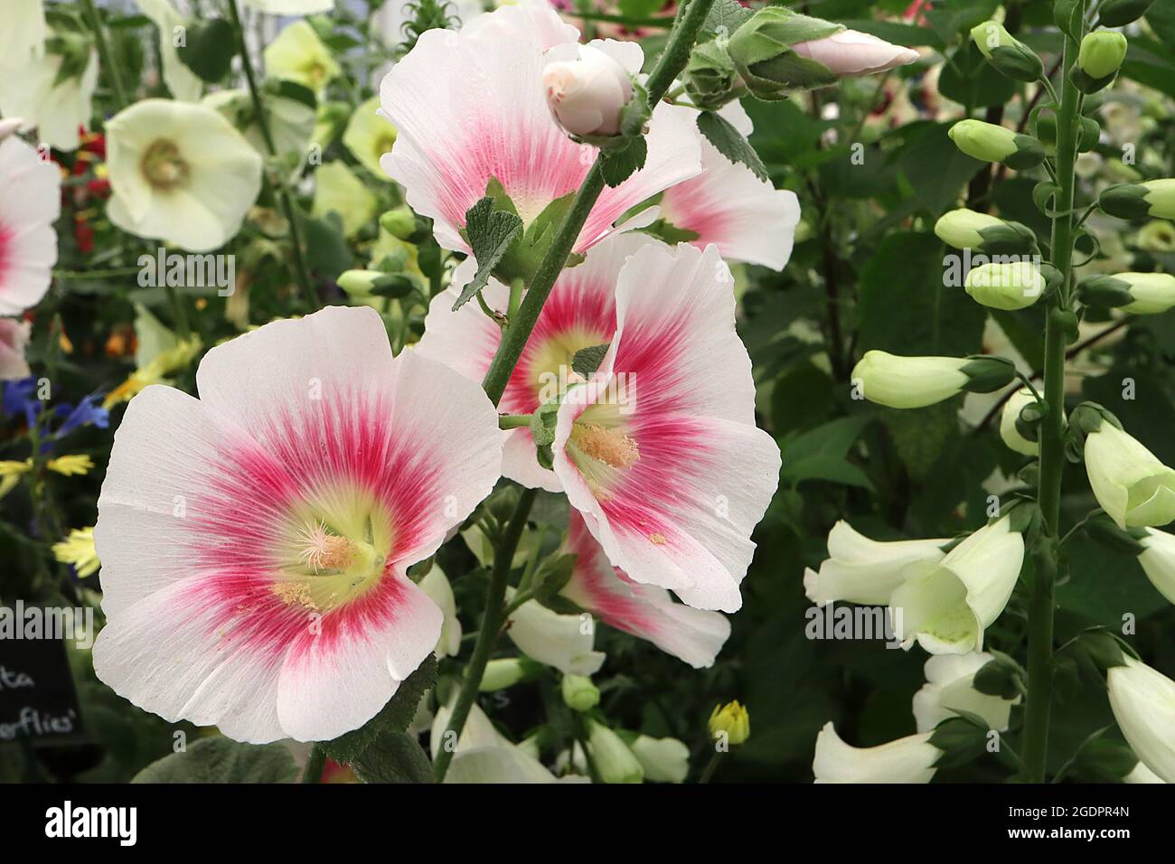 Alcea ‘Halo Blush’ hollyhock Halo Blush – single funnel-shaped white ...