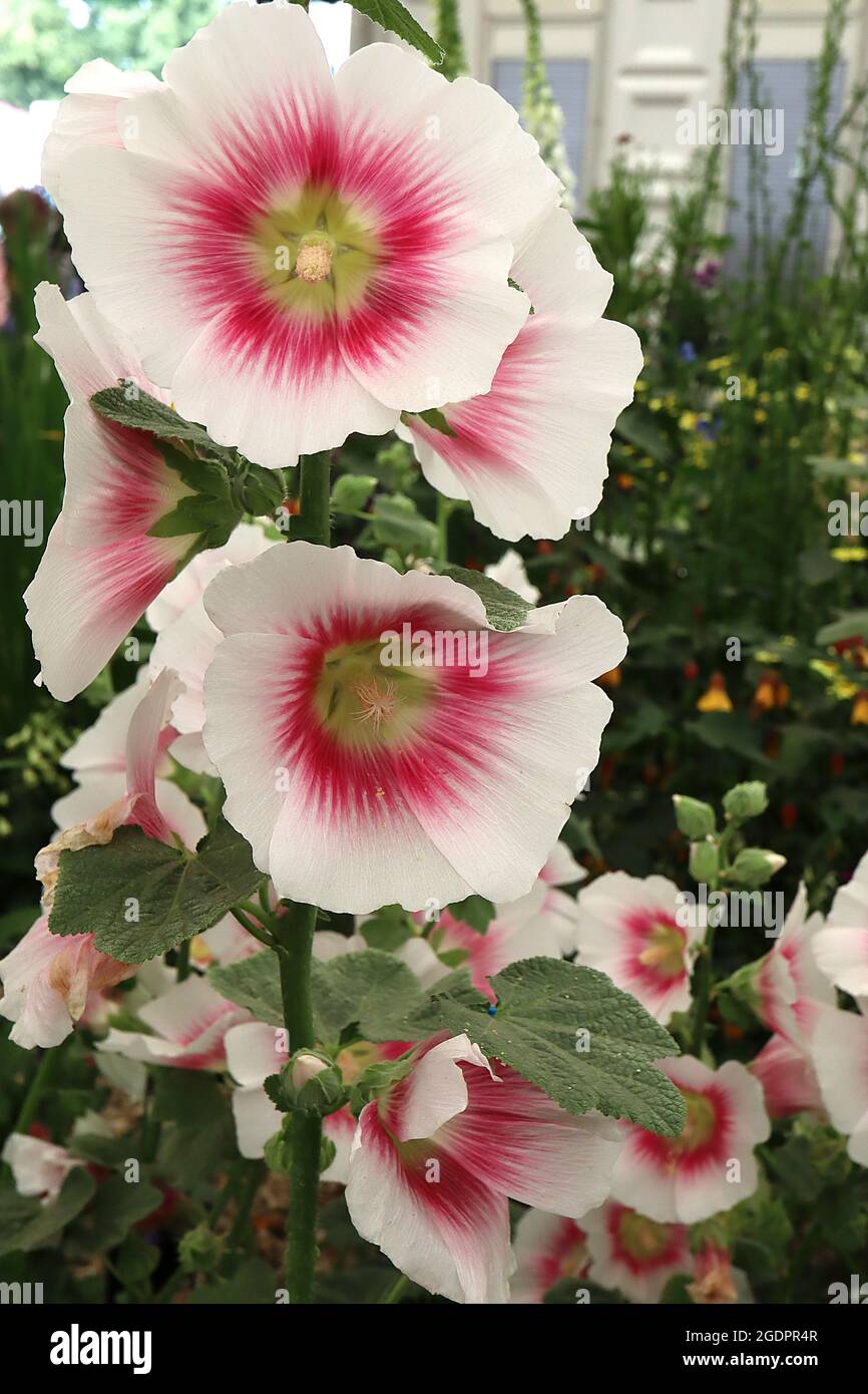 Alcea halo blush hi-res stock photography and images - Alamy