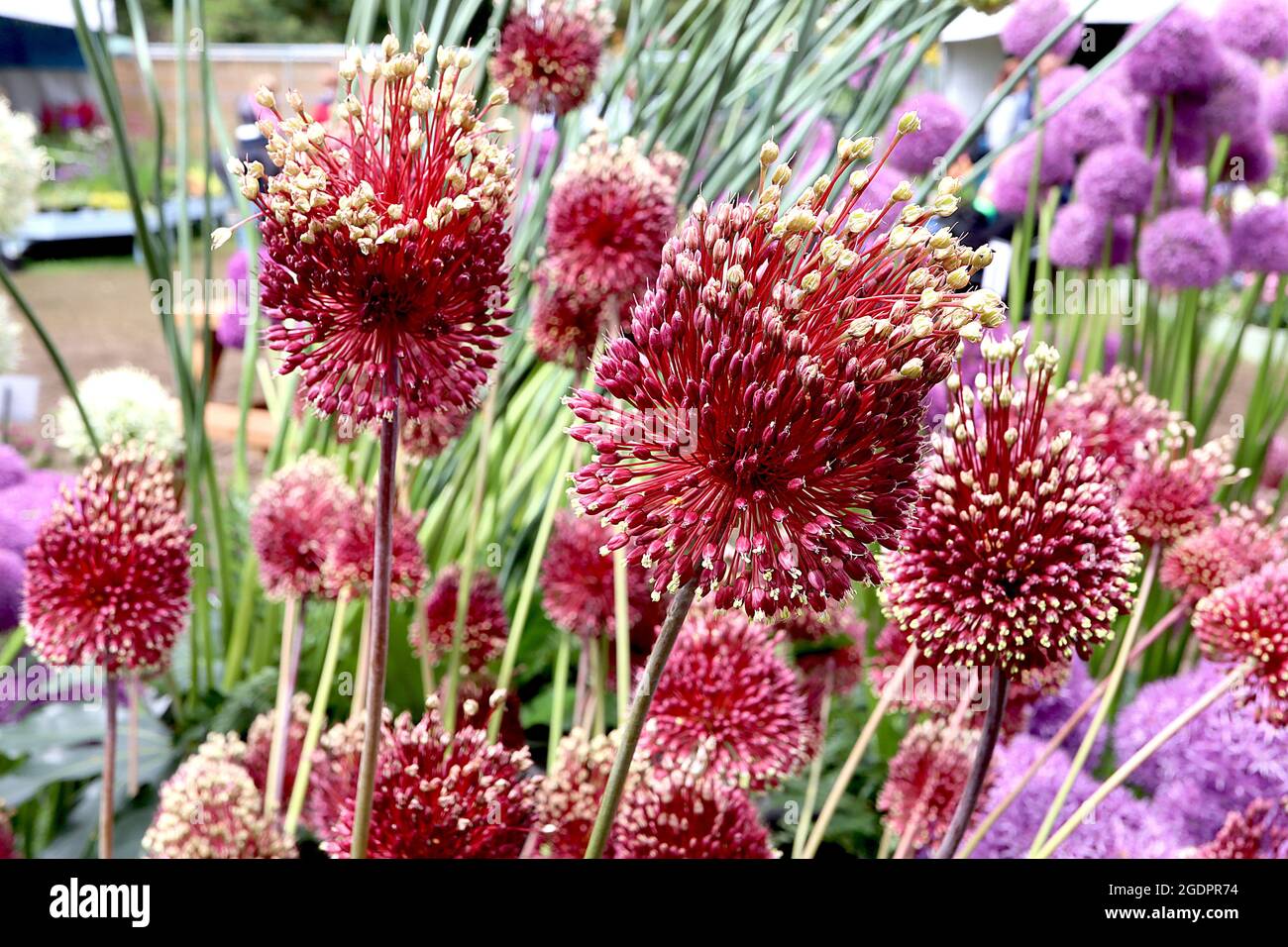 Allium amethystinum ‘Red Mohican’ Tufted spherical umbels of deep red ...