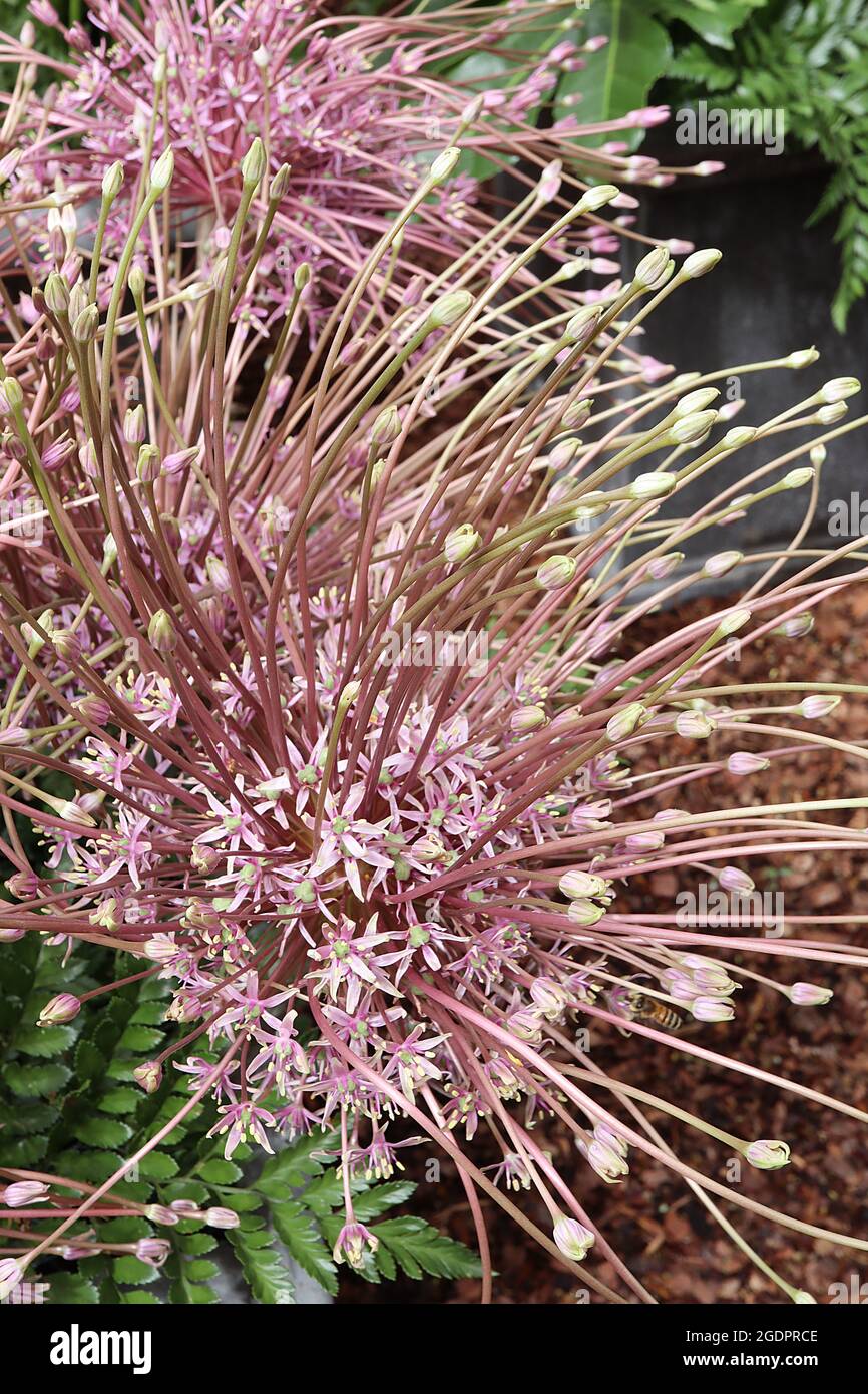 Allium schubertii Schubert’s allium – base spherical umbel of rose star ...