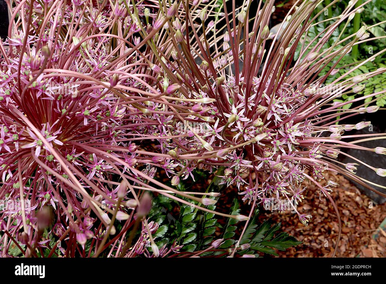 Allium schubertii schuberts hi-res stock photography and images - Alamy