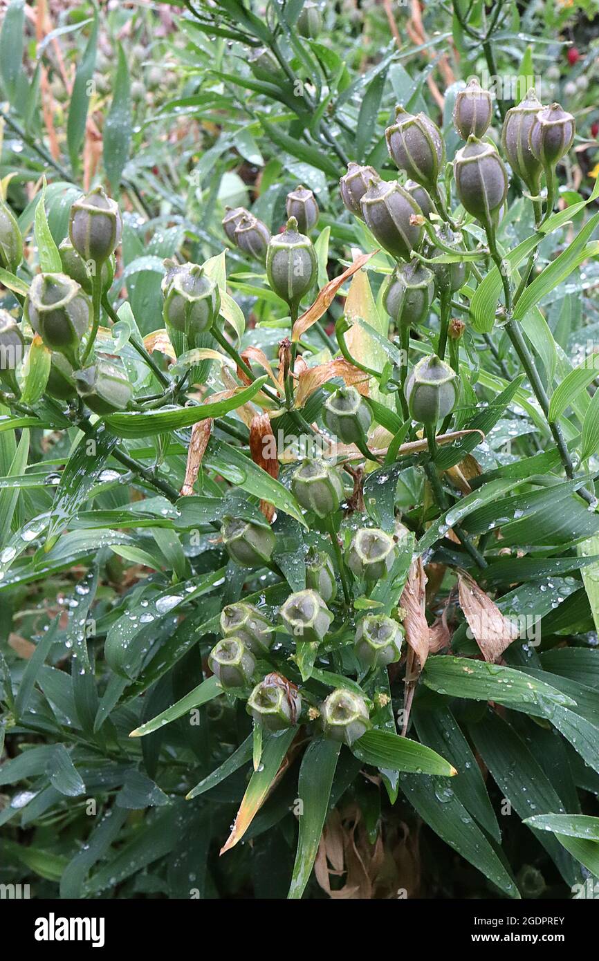 Alstroemeria seed pods Peruvian lily seed pods – grey green oval seed ...