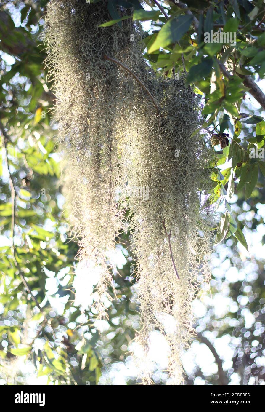 Spanish moss Tillandsia usneoides hanging from tree branch Stock Photo ...