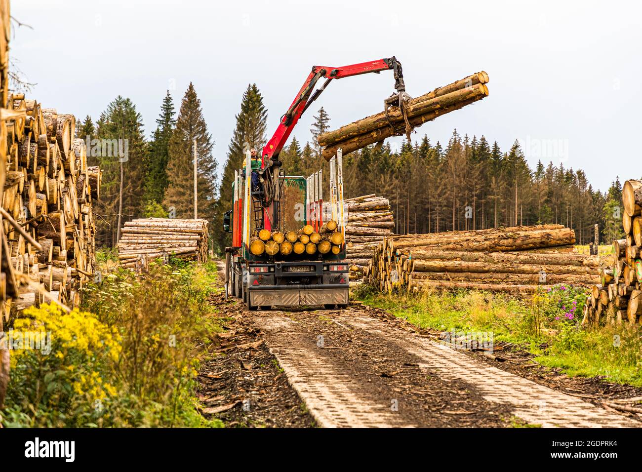Wood Logging on the patrol road on the former Iron Curtain barriers of ...