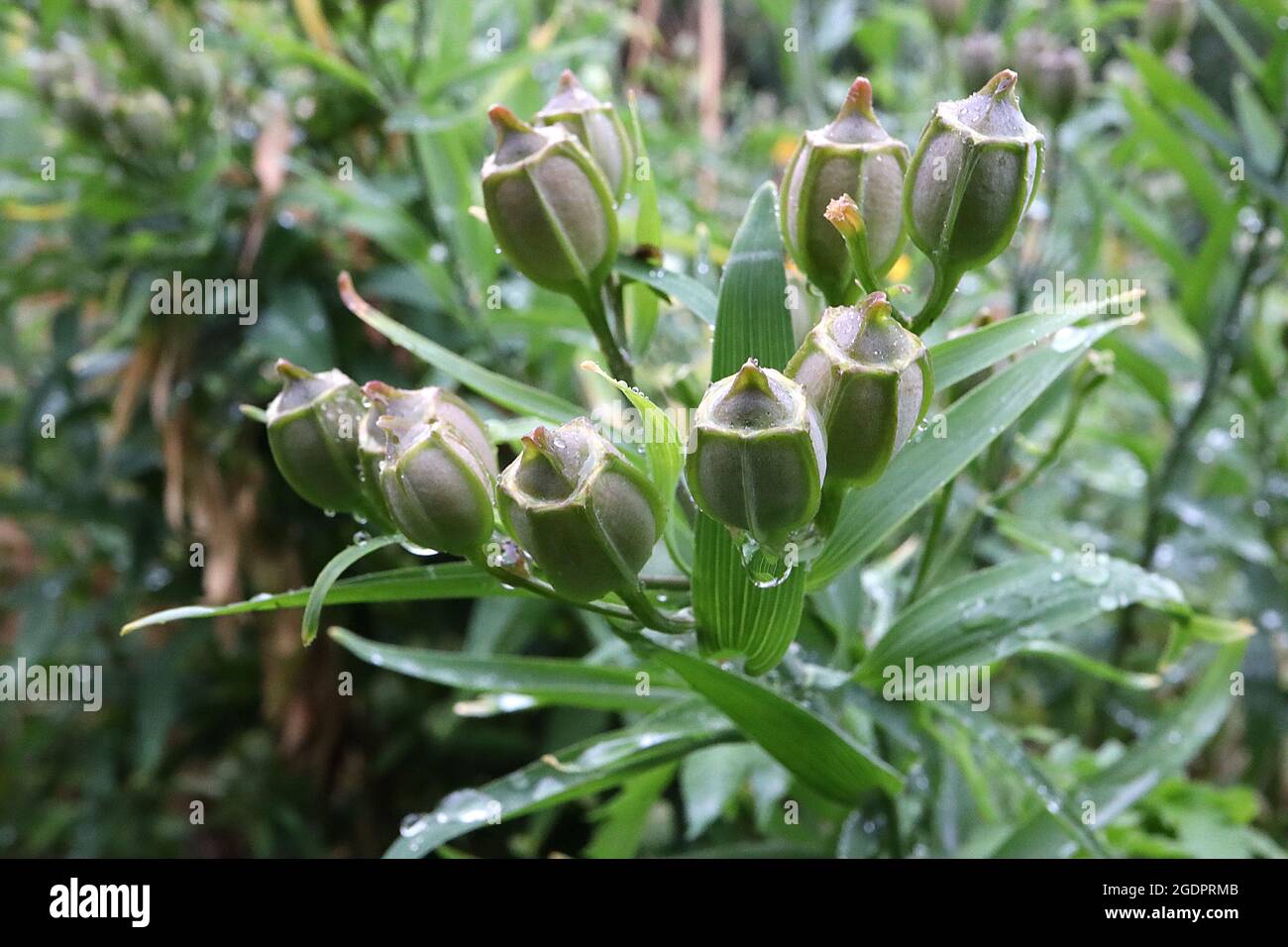 Alstroemeria seed pods Peruvian lily seed pods – grey green oval seed ...