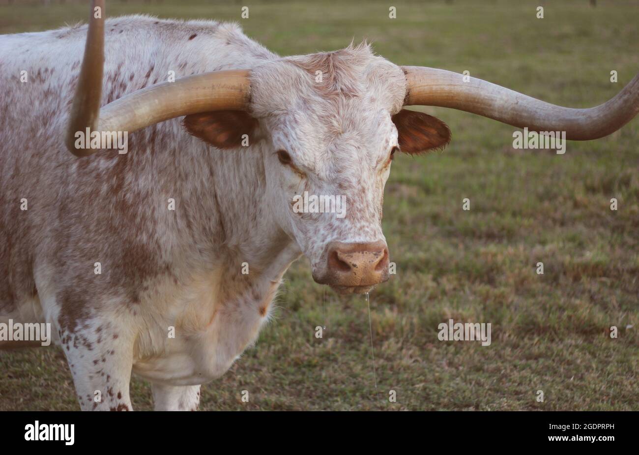 Texas Longhorn Cattle in Pasture in late afternoon Stock Photo - Alamy
