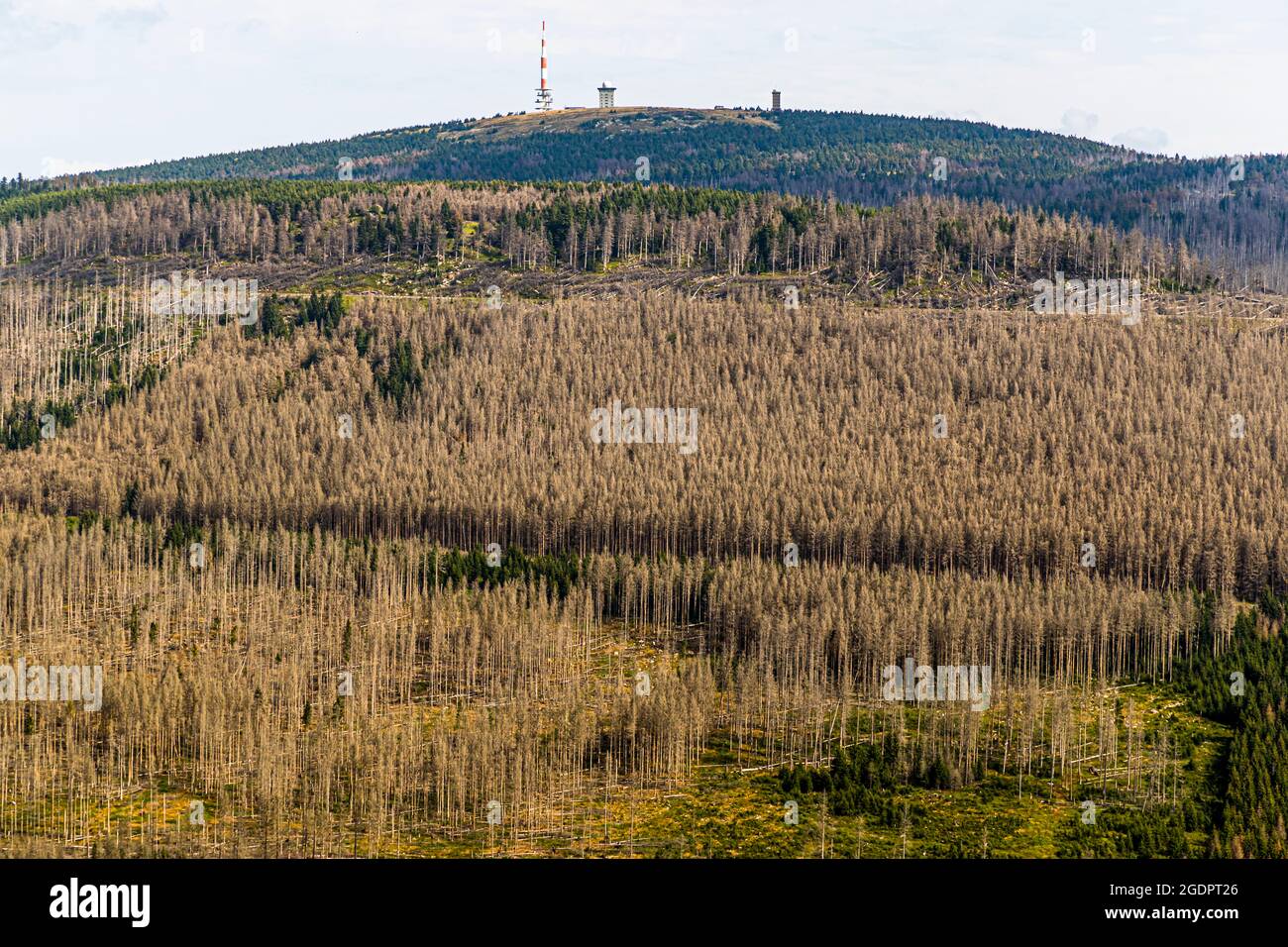 Terrestrial Habitat Forest