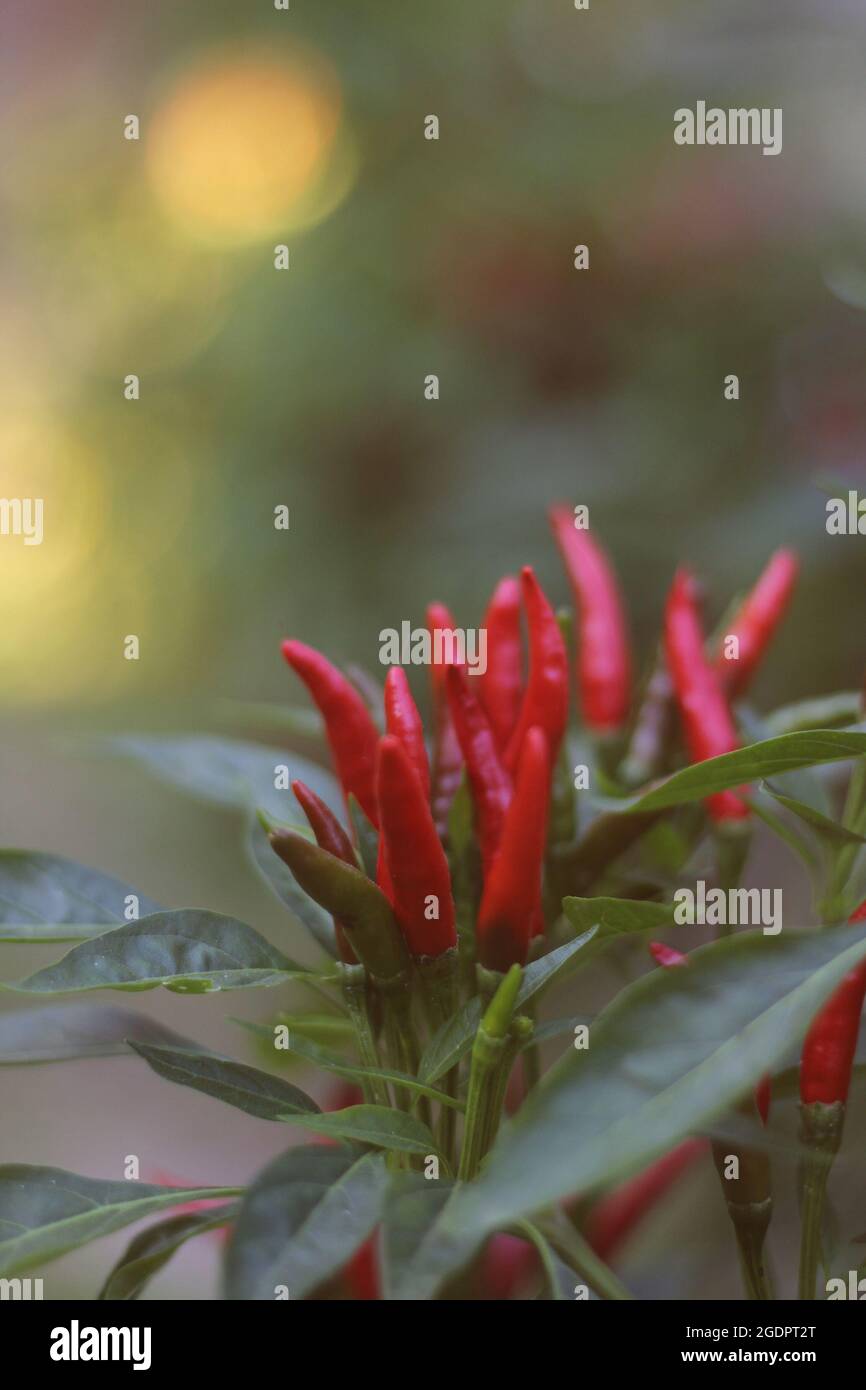 Asian Hot Pepper from Korea Shallow DOF Stock Photo - Alamy