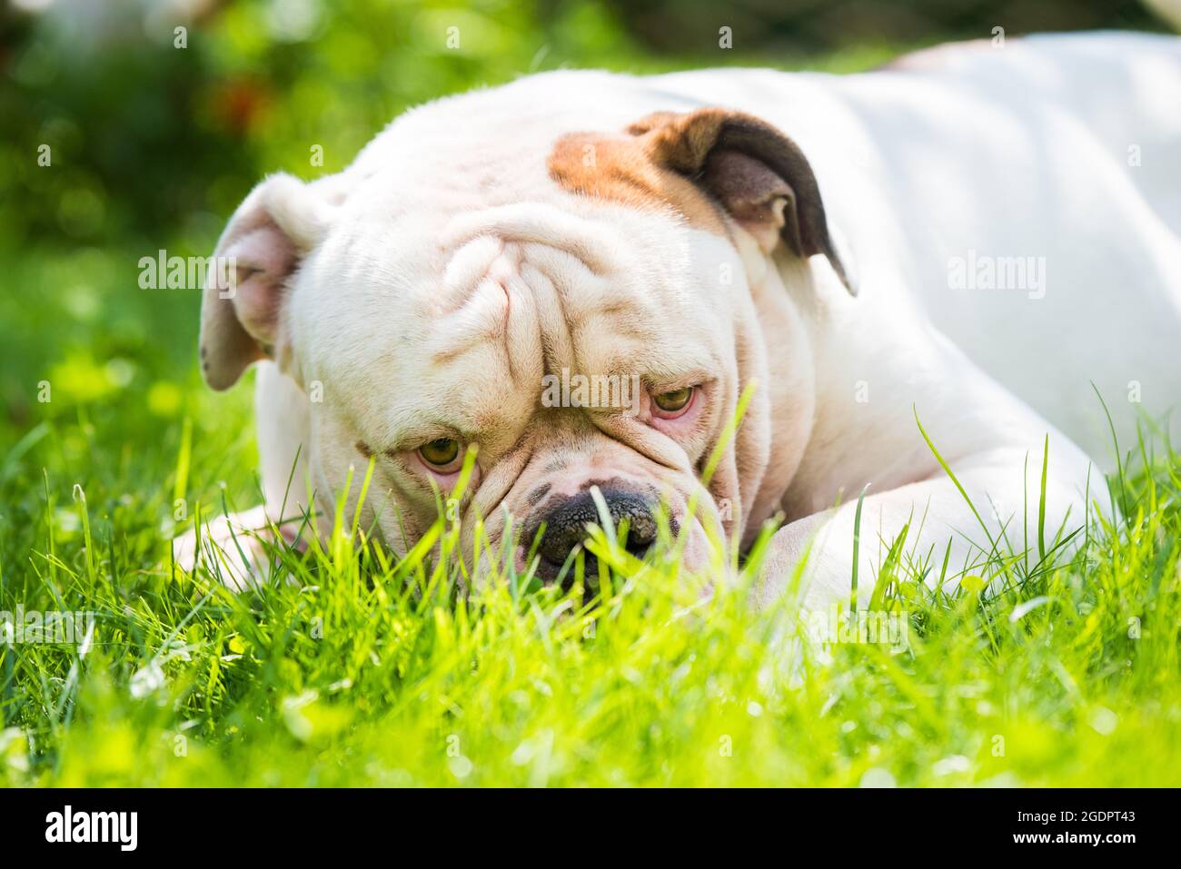 American bulldog teeth hi-res stock photography and images - Alamy