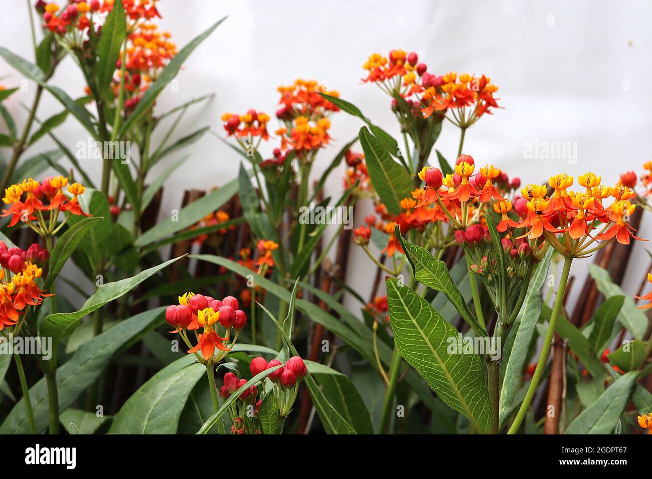 Asclepias tuberosa butterfly weed – clusters of small upright yellow ...