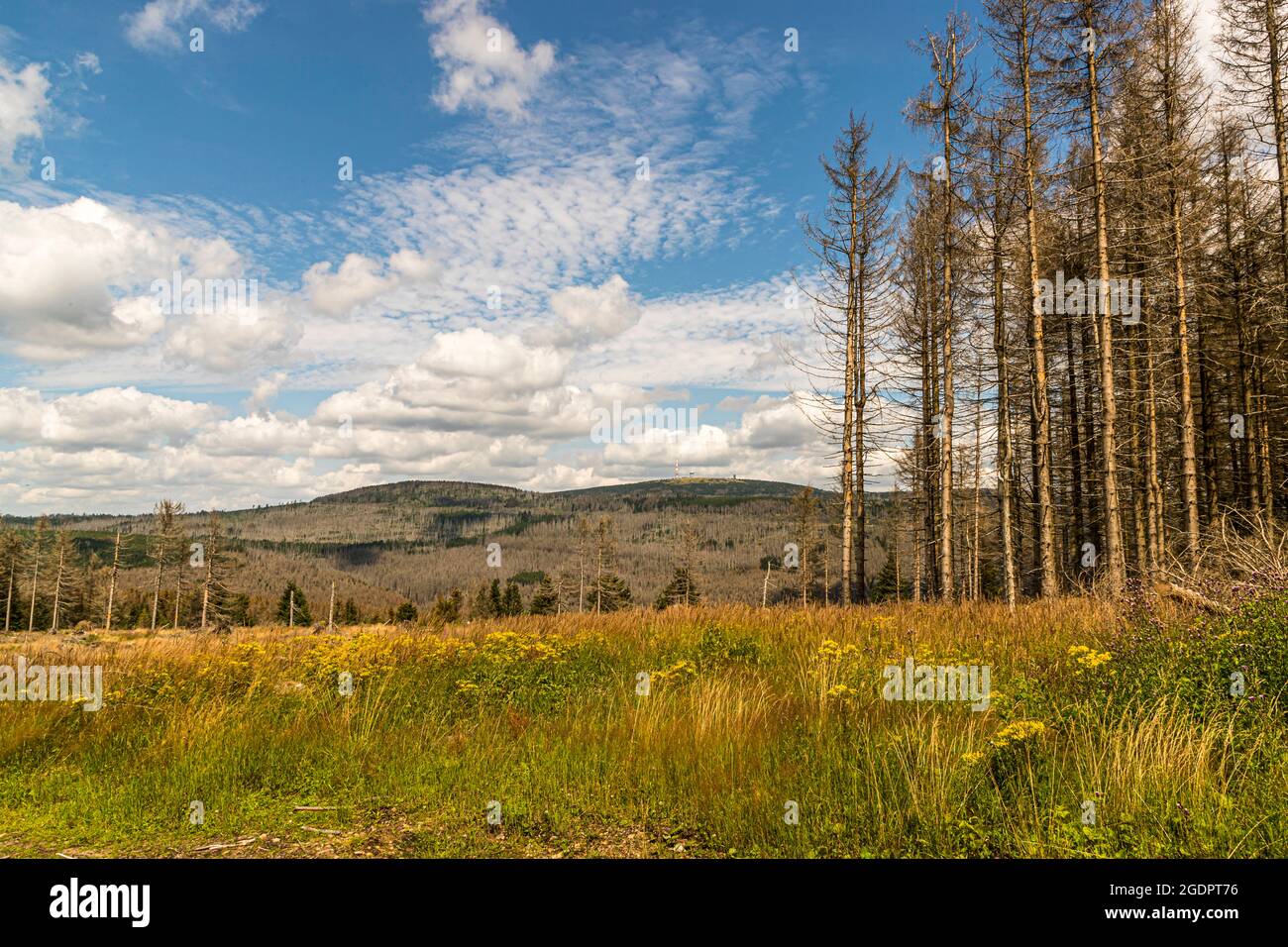 Mixed conifer northern hardwood forest hi-res stock photography and ...