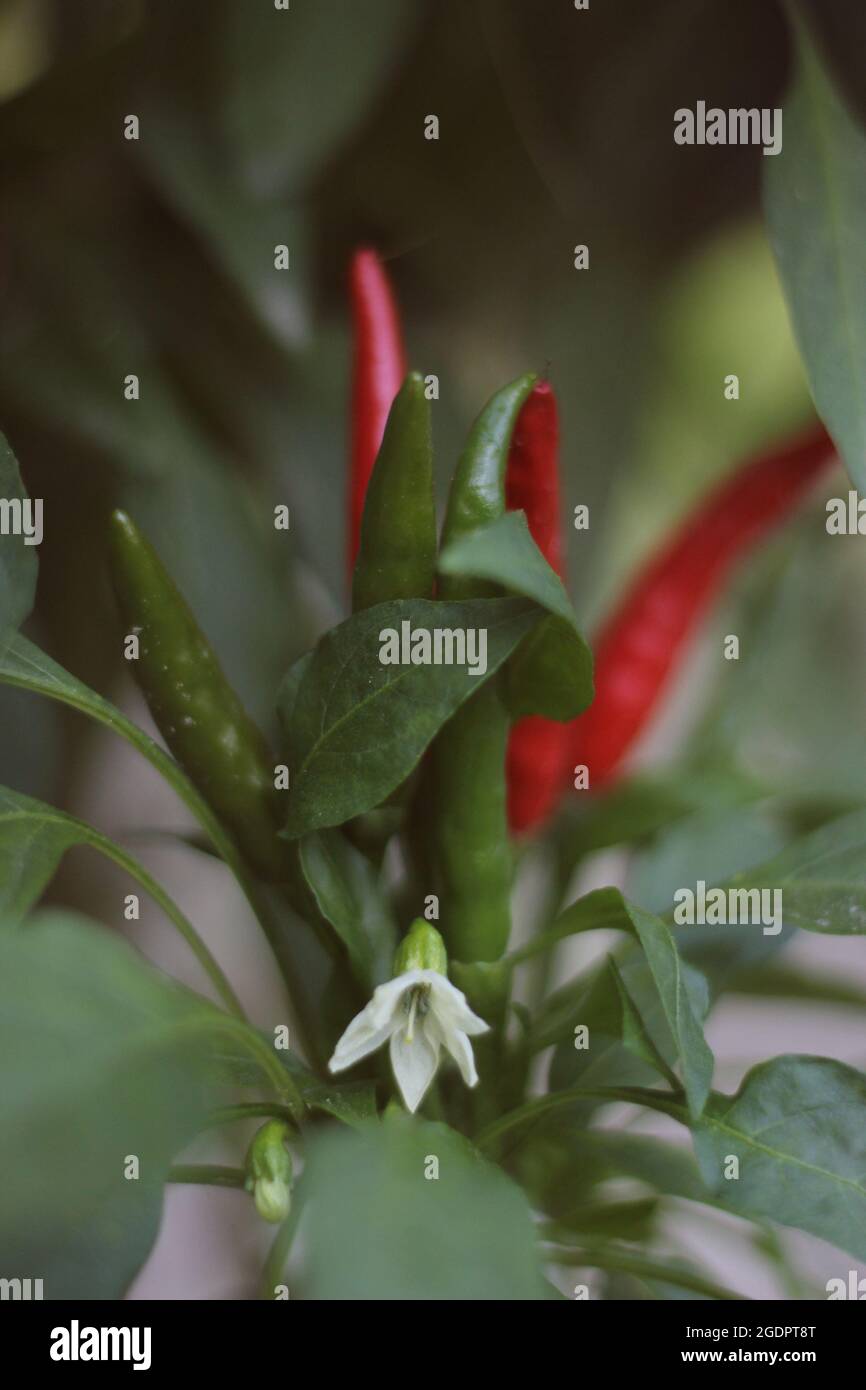 Asian Hot Pepper from Korea Shallow DOF Stock Photo - Alamy