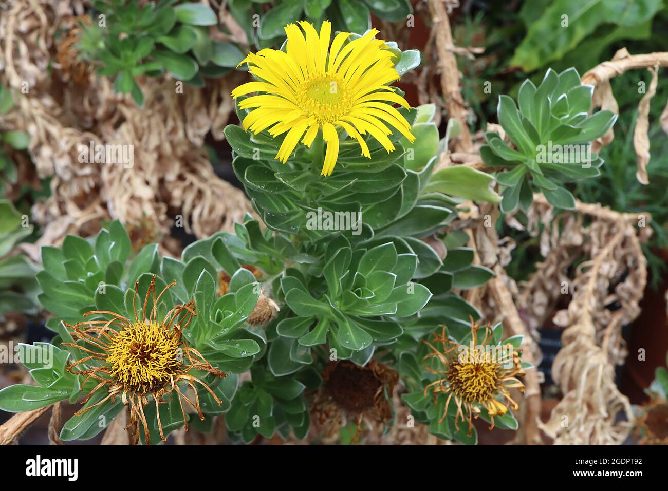 Astericus sericeus Canary Island daisy – yellow daisy-like flower atop ...